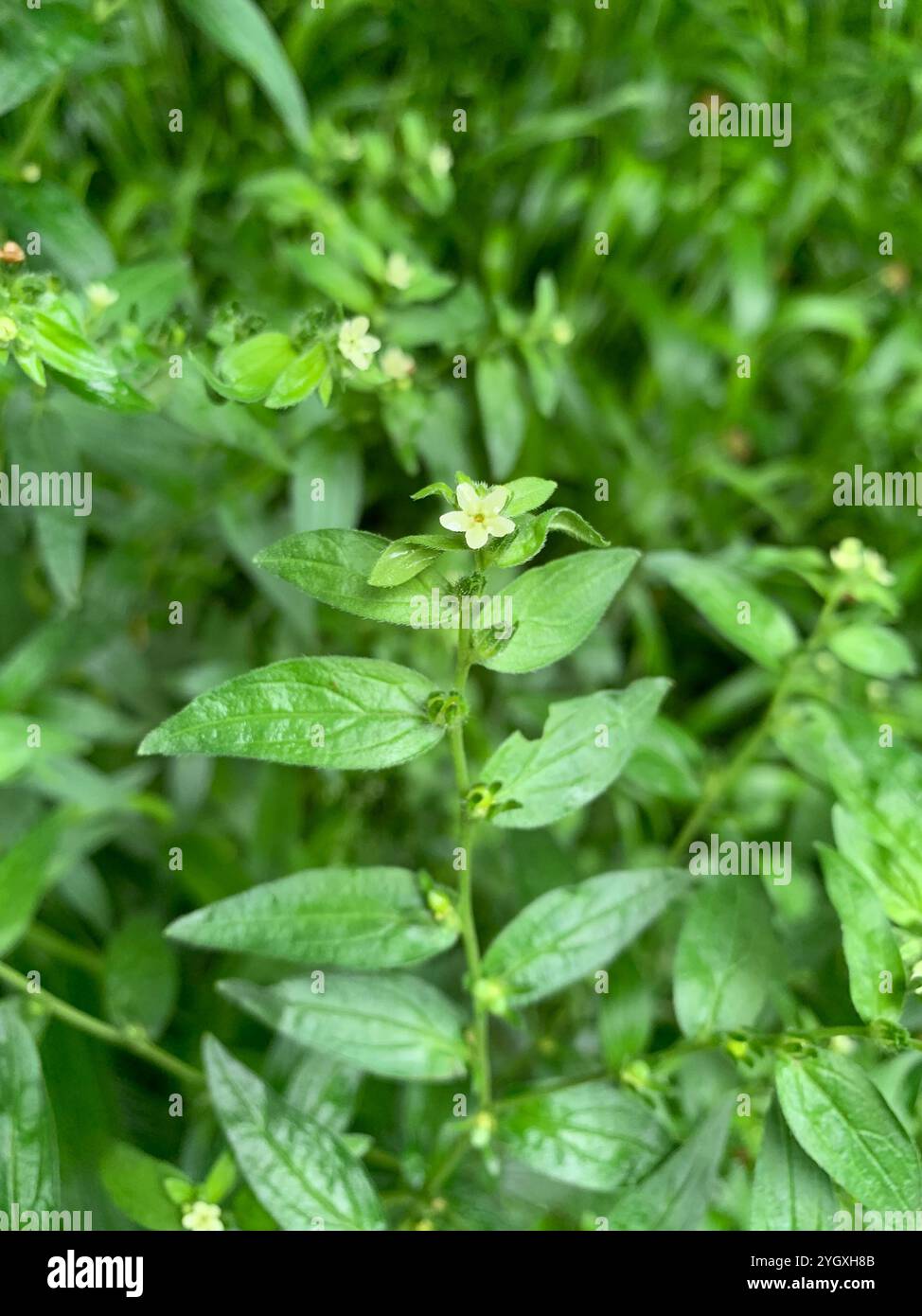 Common Gromwell (Lithospermum officinale Stock Photo - Alamy