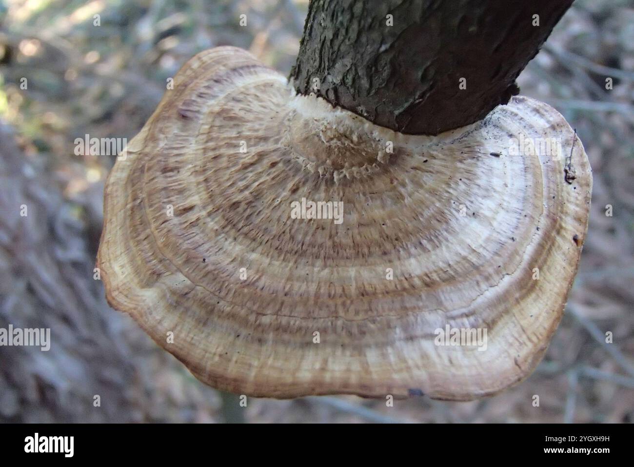 shelf fungi (Polyporales Stock Photo - Alamy