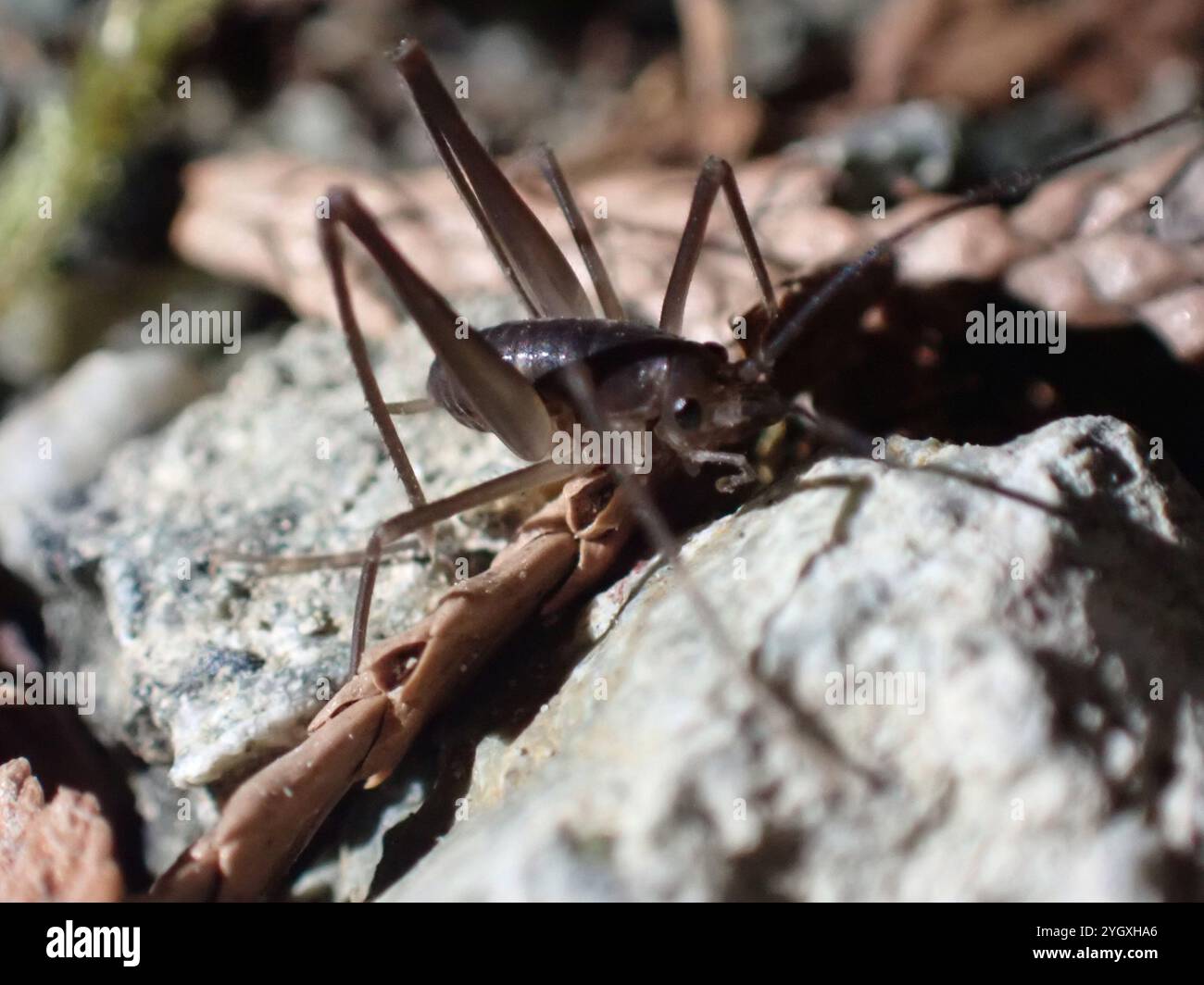 Square-legged Camel Cricket (Tropidischia xanthostoma Stock Photo - Alamy