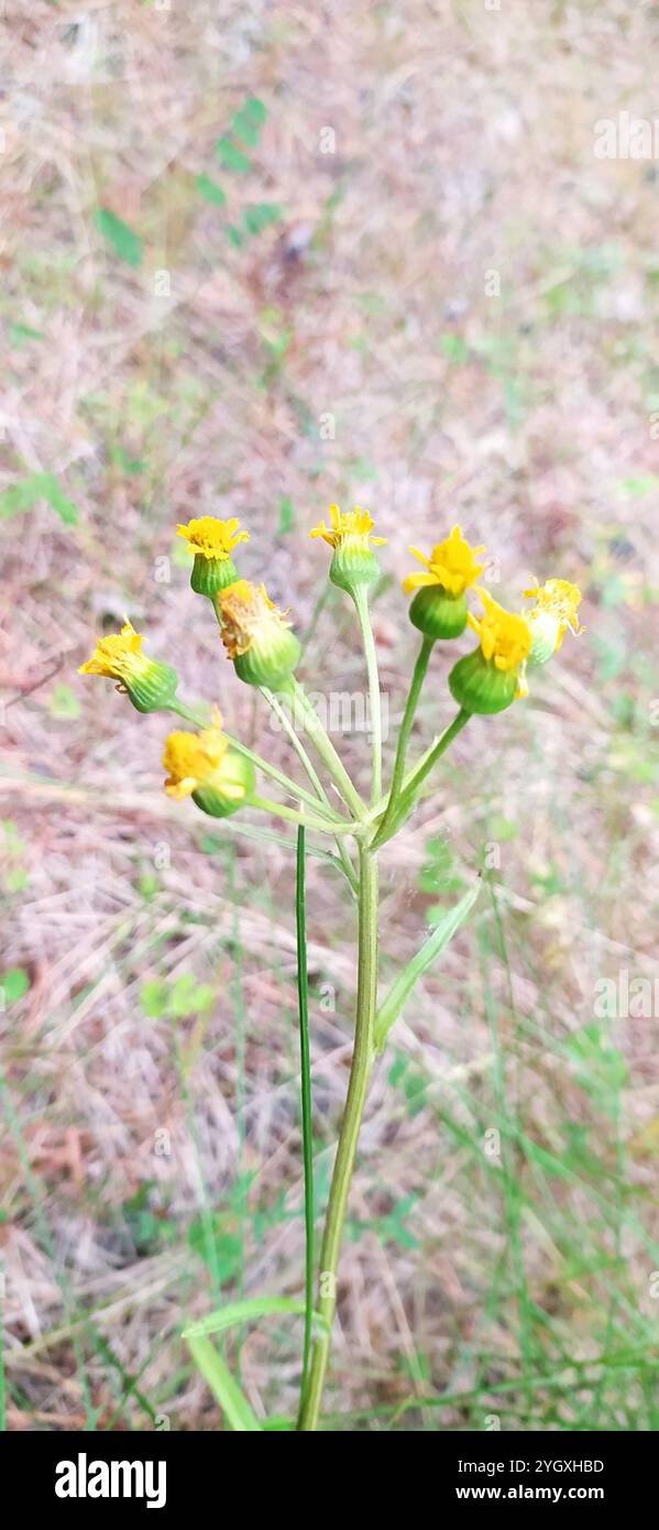 Field Fleawort (Tephroseris integrifolia Stock Photo - Alamy