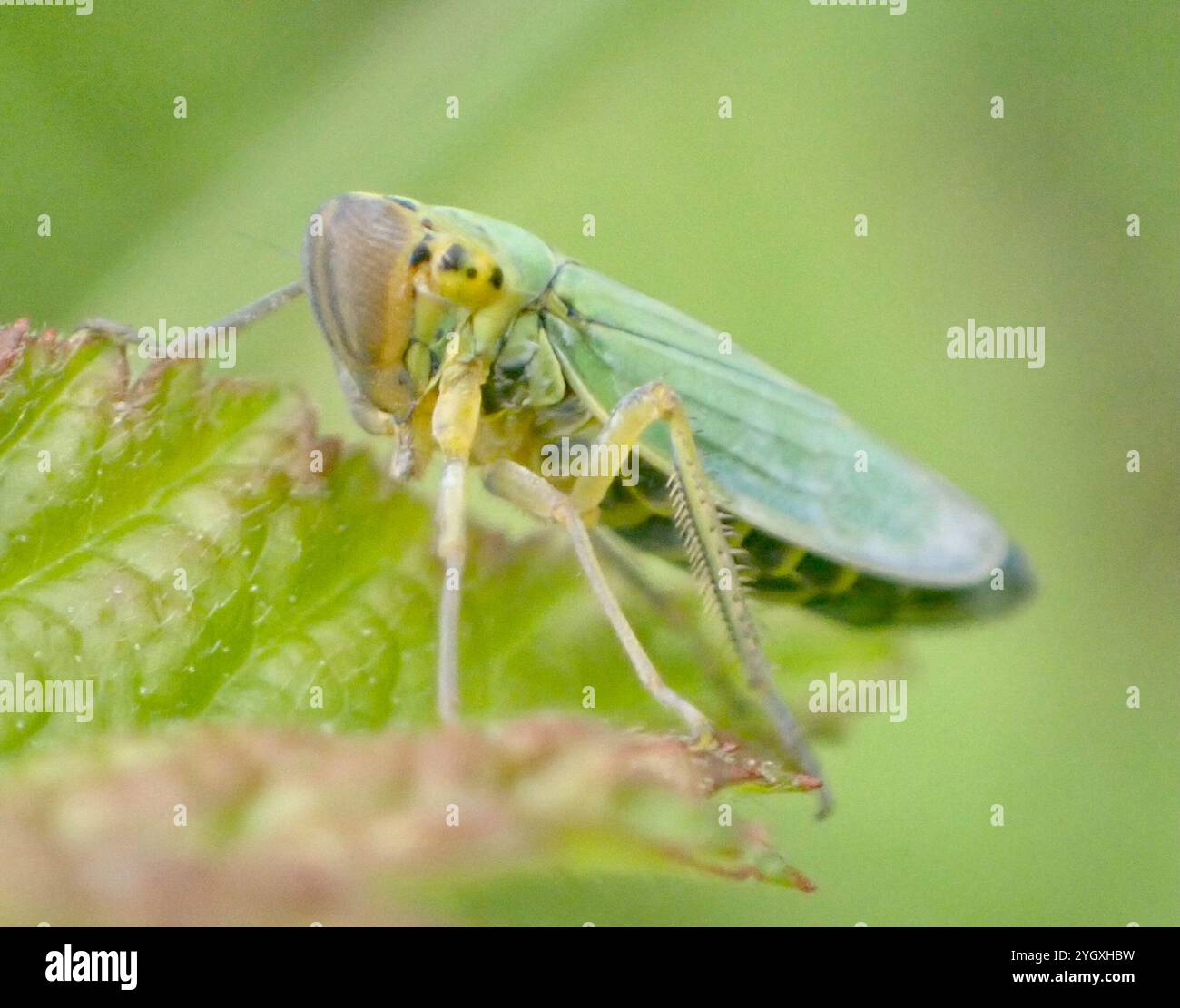 Green Leafhopper (Cicadella viridis Stock Photo - Alamy