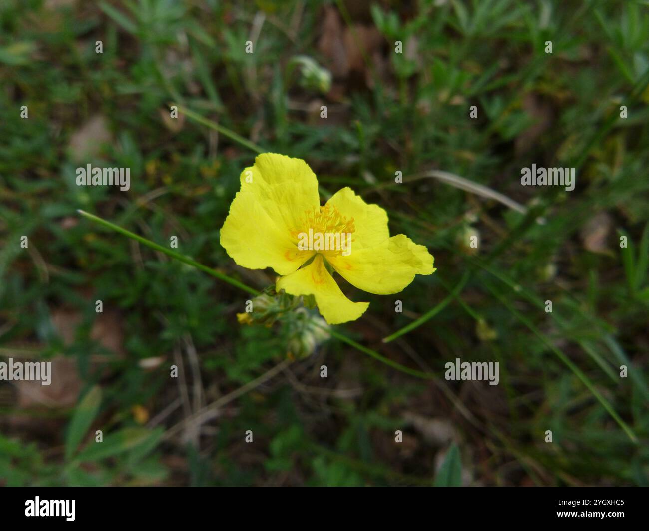Common Rock-rose (Helianthemum nummularium Stock Photo - Alamy