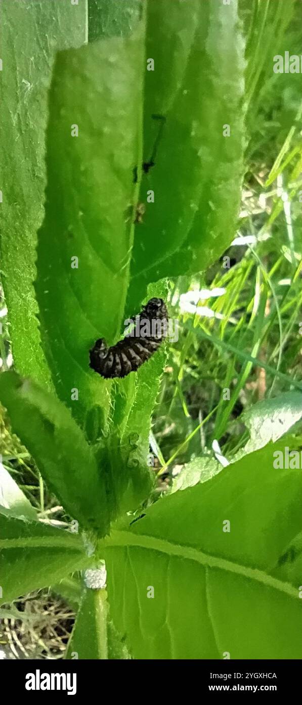 black-punctured leaf beetle (Galeruca tanaceti Stock Photo - Alamy