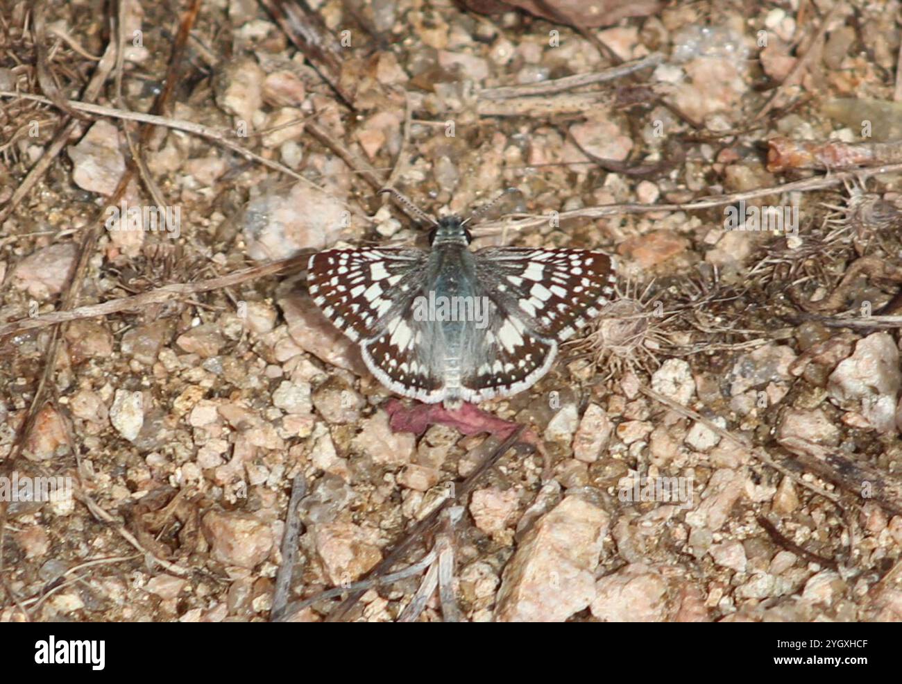New World Checkered-Skippers (Burnsius Stock Photo - Alamy