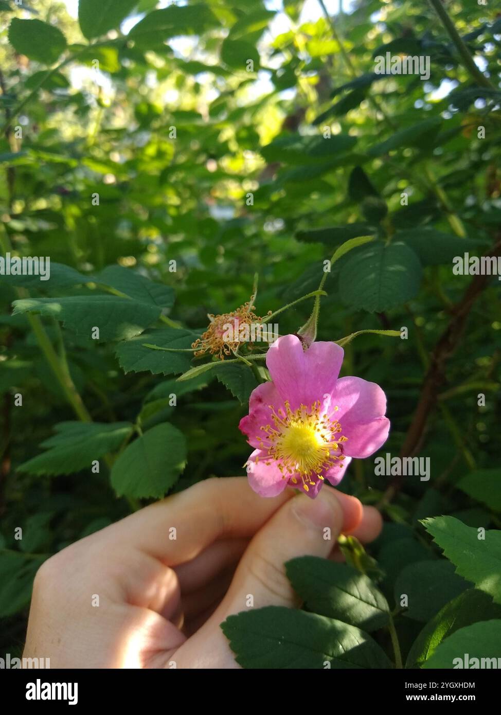 Nootka rose (Rosa nutkana Stock Photo - Alamy