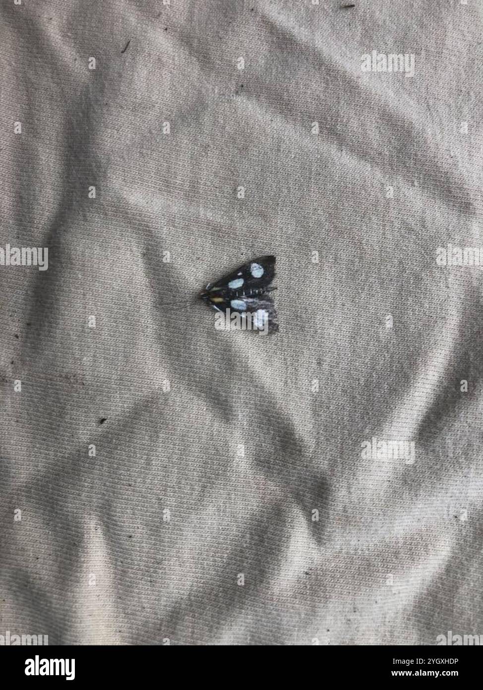 White spotted sable hi-res stock photography and images - Alamy