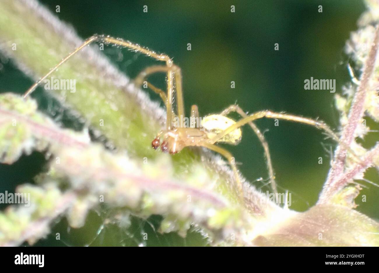 Candy-striped Spider complex (Enoplognatha ovata Stock Photo - Alamy