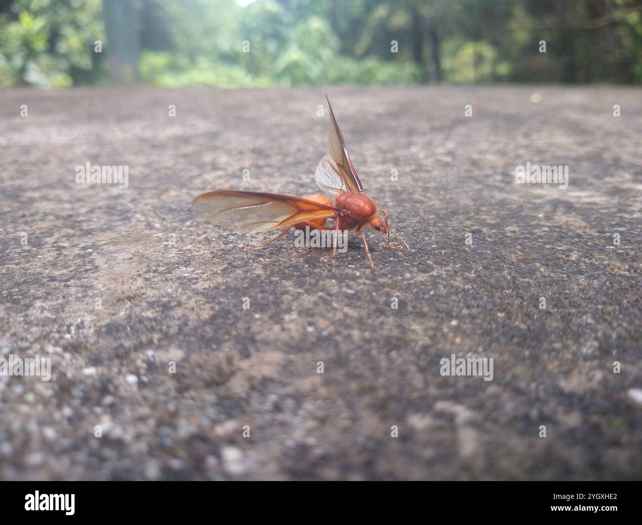 Atta Leaf-cutter Ants (Atta Stock Photo - Alamy