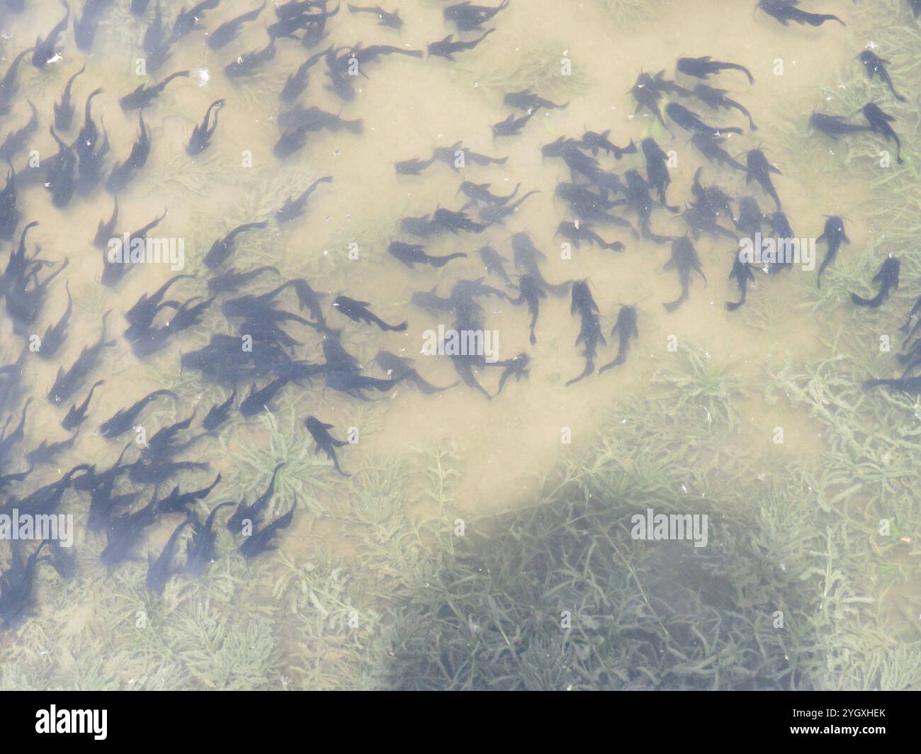 Black Bullhead (Ameiurus melas Stock Photo - Alamy