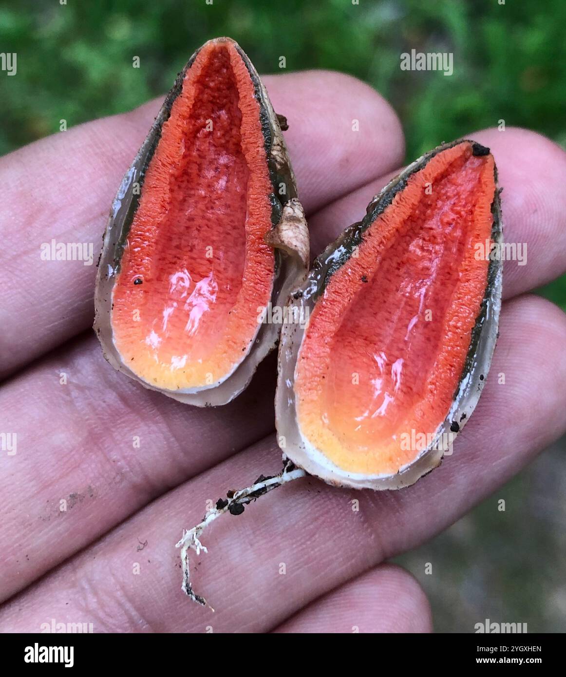 devil's dipstick (Mutinus elegans Stock Photo - Alamy