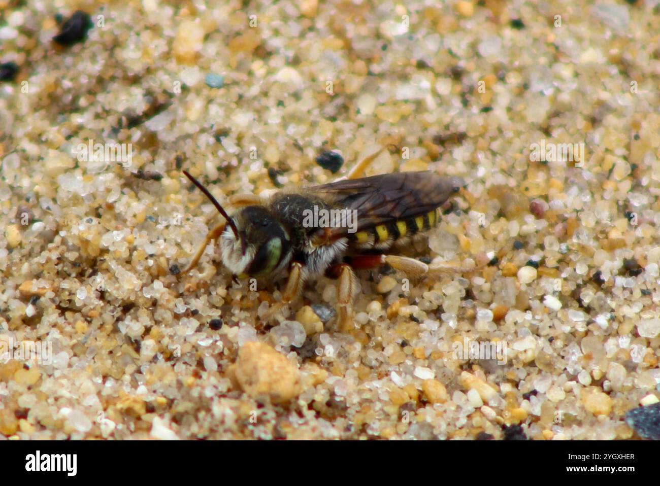 Anthidium oblongatum hi-res stock photography and images - Alamy