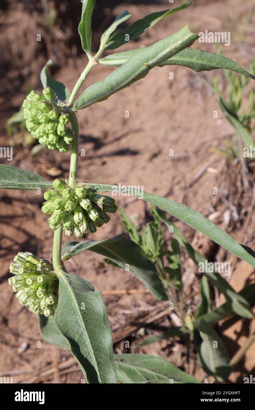 green comet milkweed (Asclepias viridiflora Stock Photo - Alamy