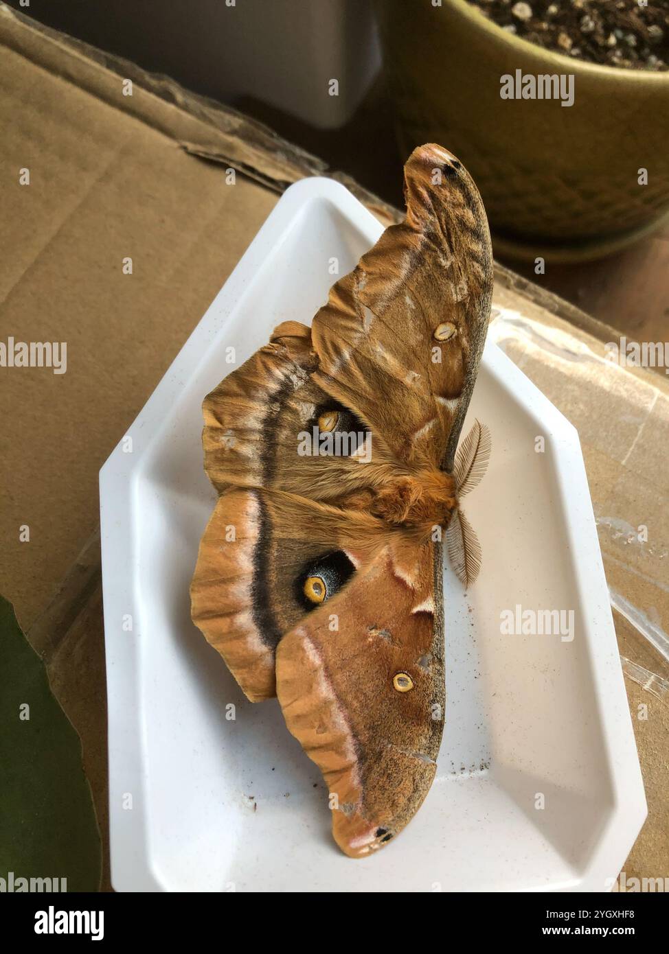 Polyphemus Moth (Antheraea polyphemus Stock Photo - Alamy