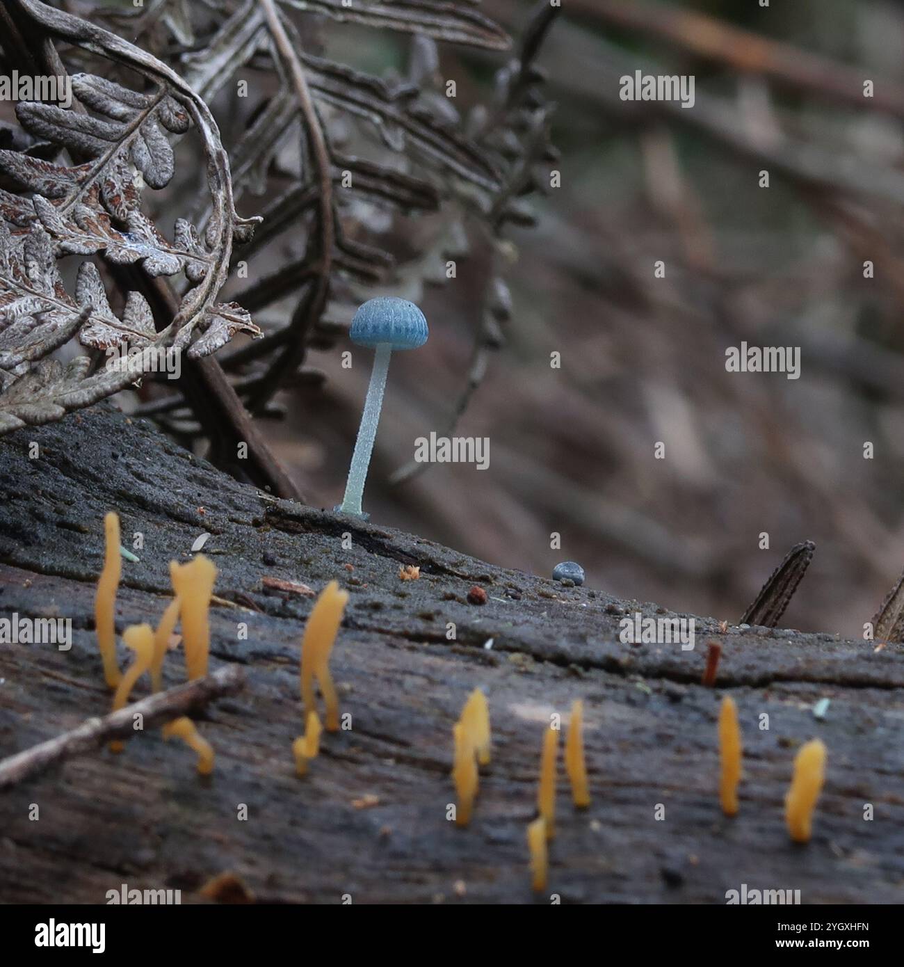 Mycena interrupta hi-res stock photography and images - Alamy