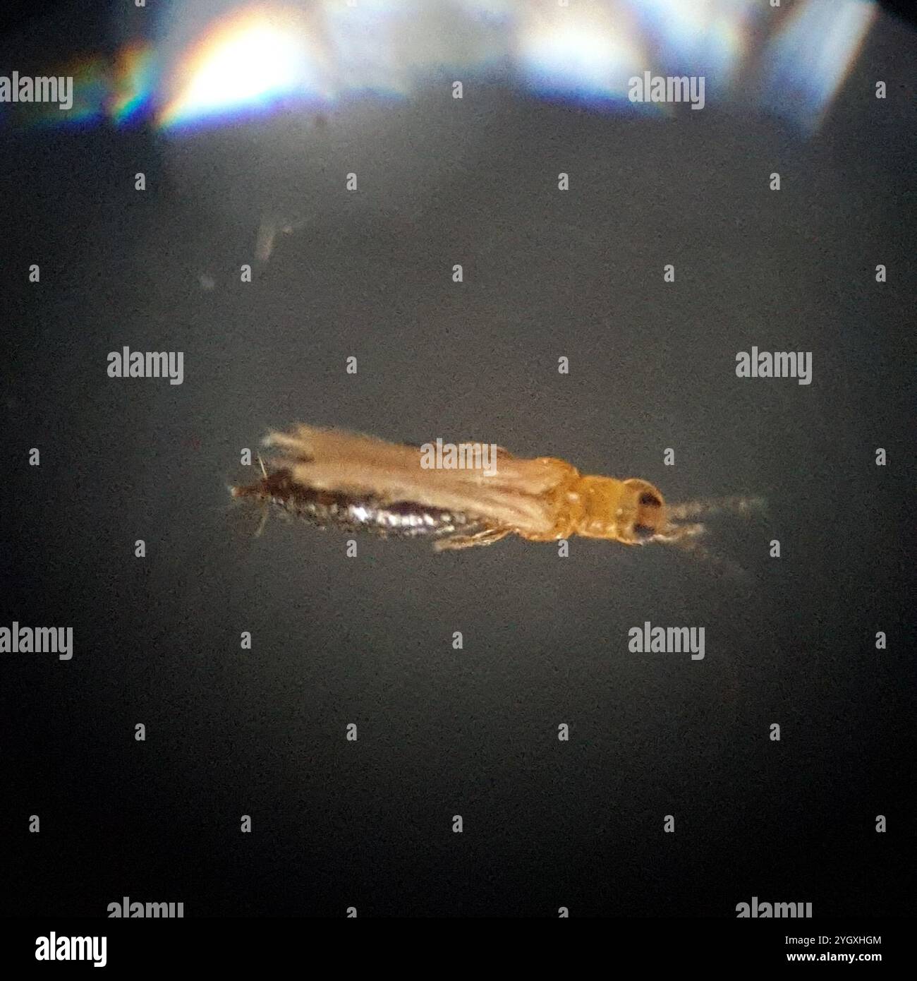 Common Thrips (Thripidae Stock Photo - Alamy