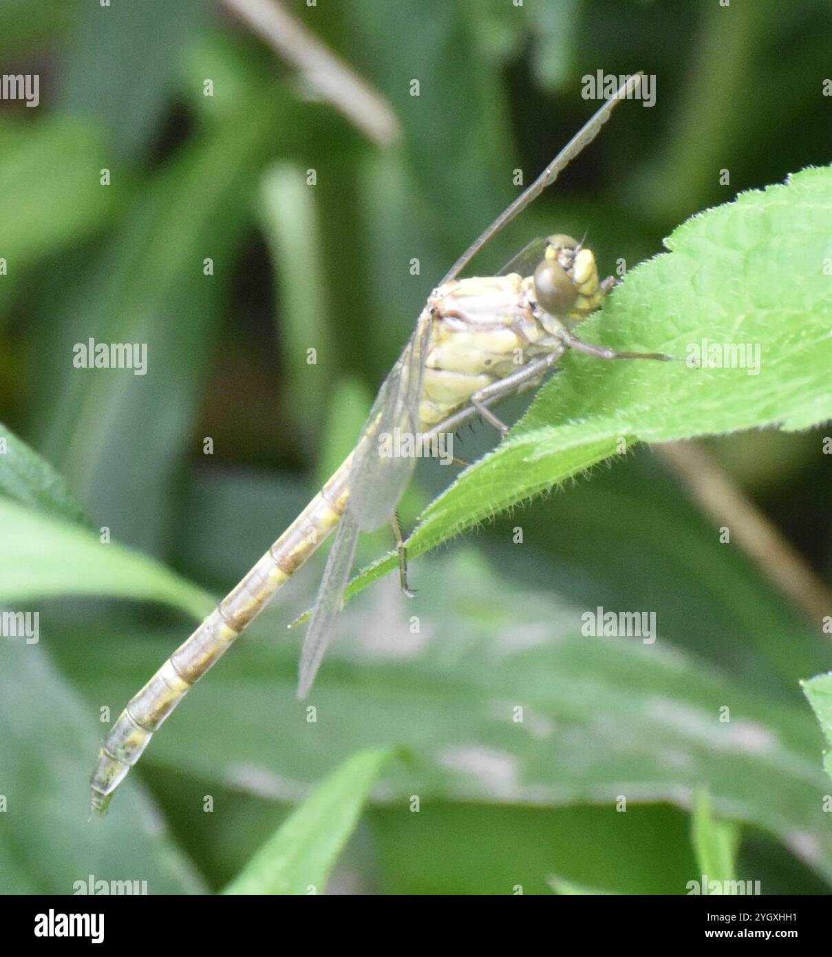 Black-shouldered Spinyleg (Dromogomphus spinosus Stock Photo - Alamy