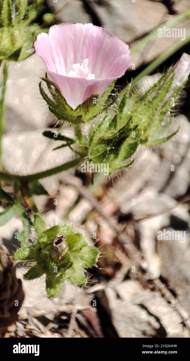 Rough Marsh-mallow (Malva setigera Stock Photo - Alamy