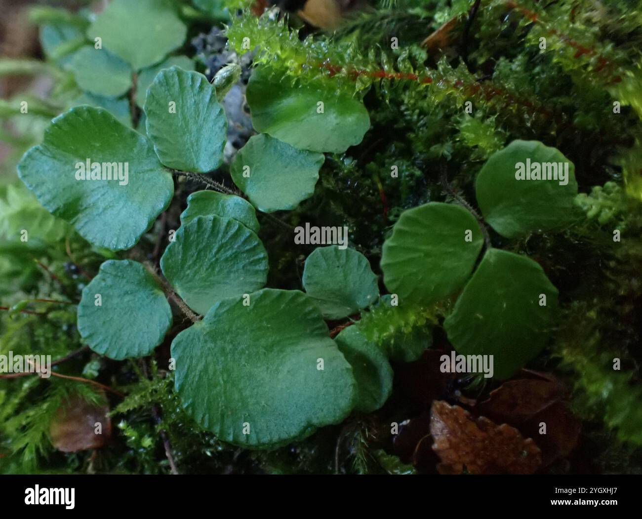 Sickle fern hi-res stock photography and images - Alamy
