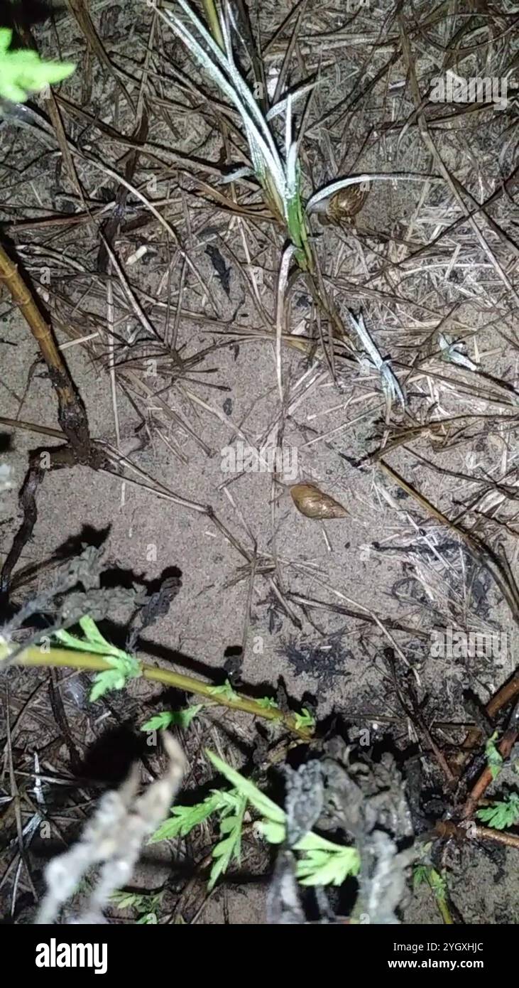 Ghost Bulimulus (Bulimulus bonariensis Stock Photo - Alamy