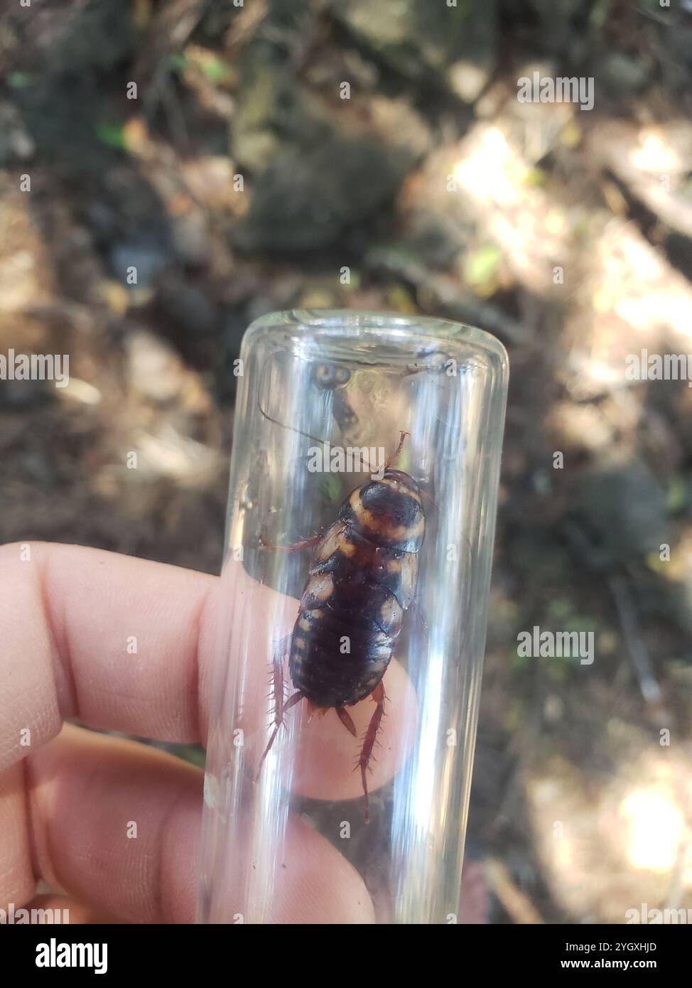 Australian Cockroach (Periplaneta australasiae Stock Photo - Alamy