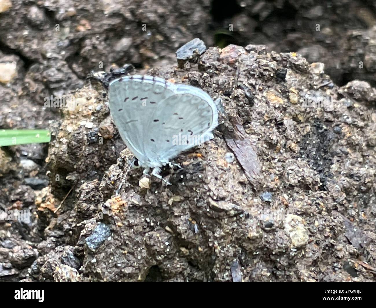 Summer Azure (Celastrina neglecta Stock Photo - Alamy