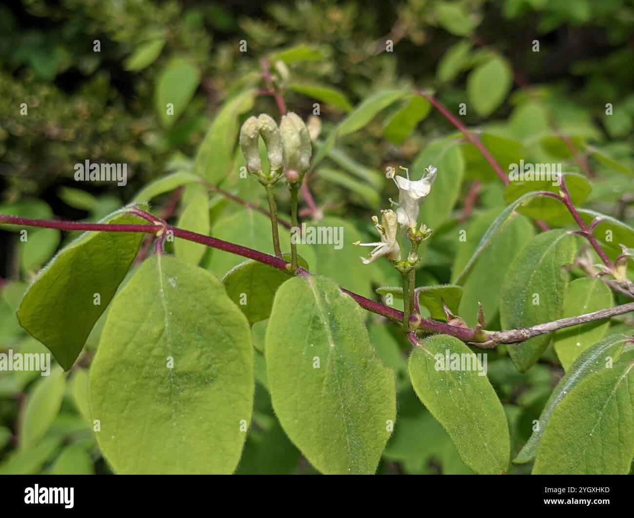 Fly Honeysuckle (Lonicera xylosteum Stock Photo - Alamy