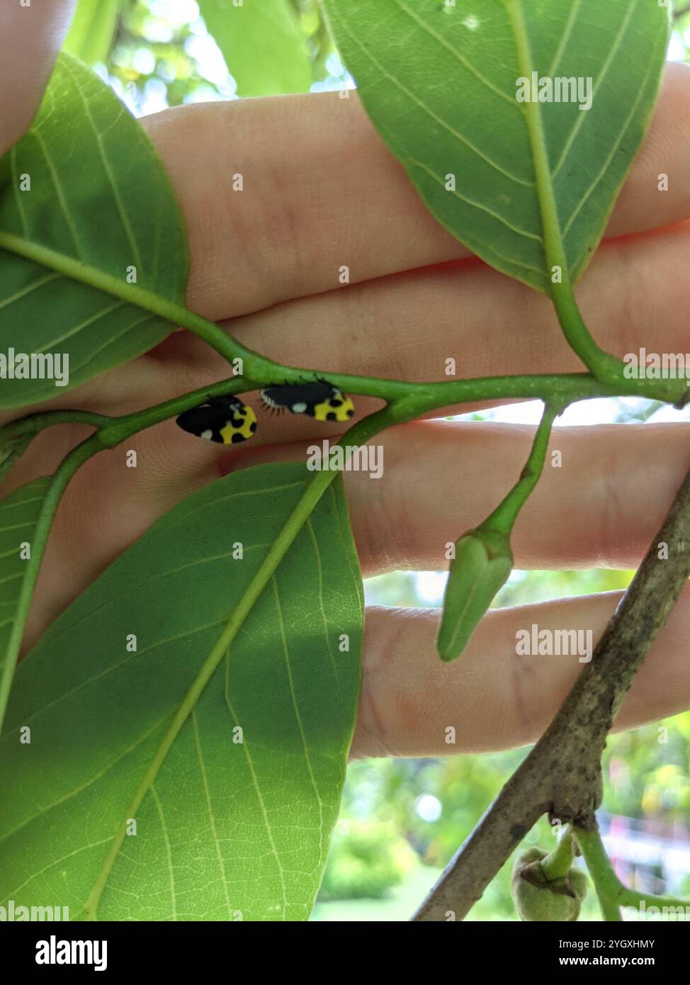 Mexican Treehopper (Membracis mexicana Stock Photo - Alamy