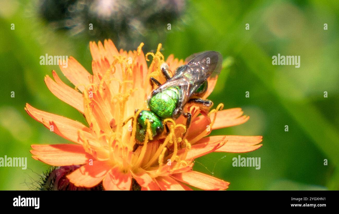 Augochlora pura hi-res stock photography and images - Alamy
