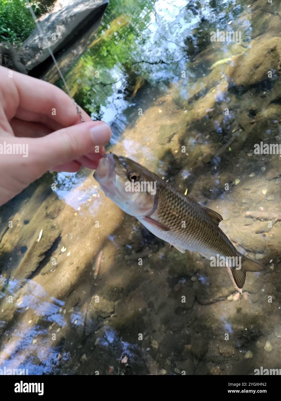 Fallfish (Semotilus corporalis Stock Photo - Alamy