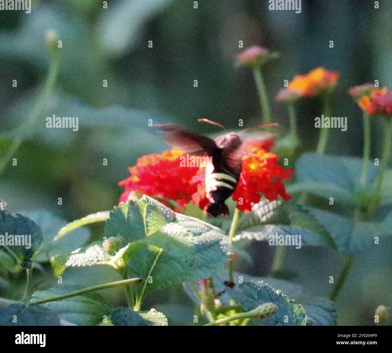 Nessus Sphinx (Amphion floridensis Stock Photo - Alamy