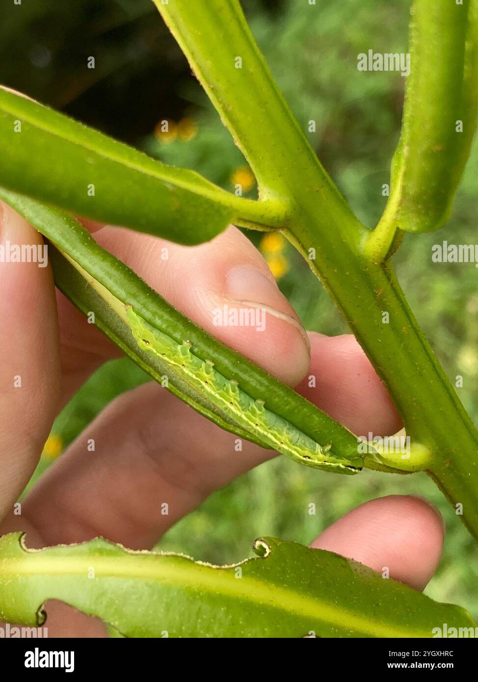 Florida Fern Moth (Callopistria floridensis Stock Photo - Alamy