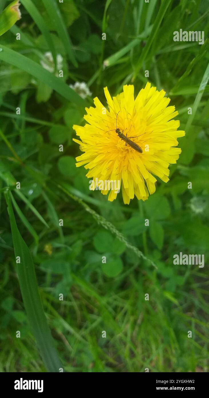 Stem Sawflies (Cephidae Stock Photo - Alamy