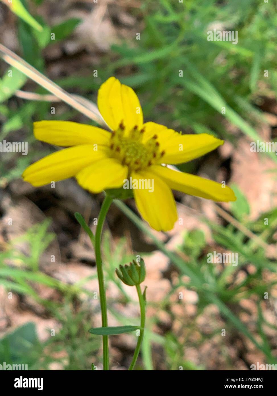 Prairie Coreopsis (Coreopsis palmata Stock Photo - Alamy