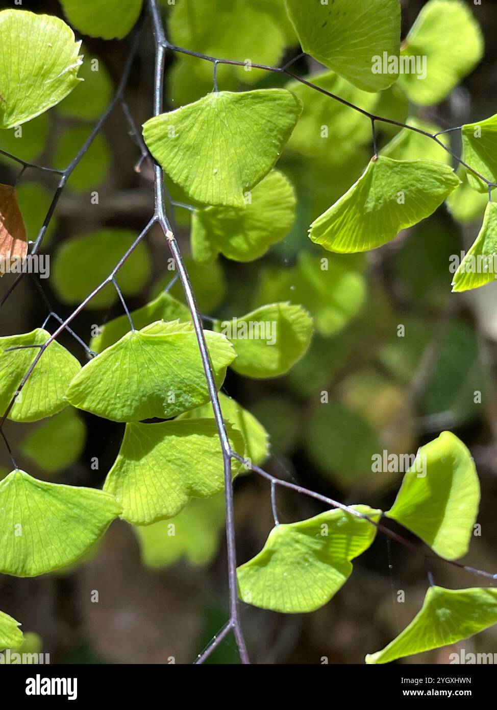 California Maidenhair Fern (Adiantum jordanii Stock Photo - Alamy