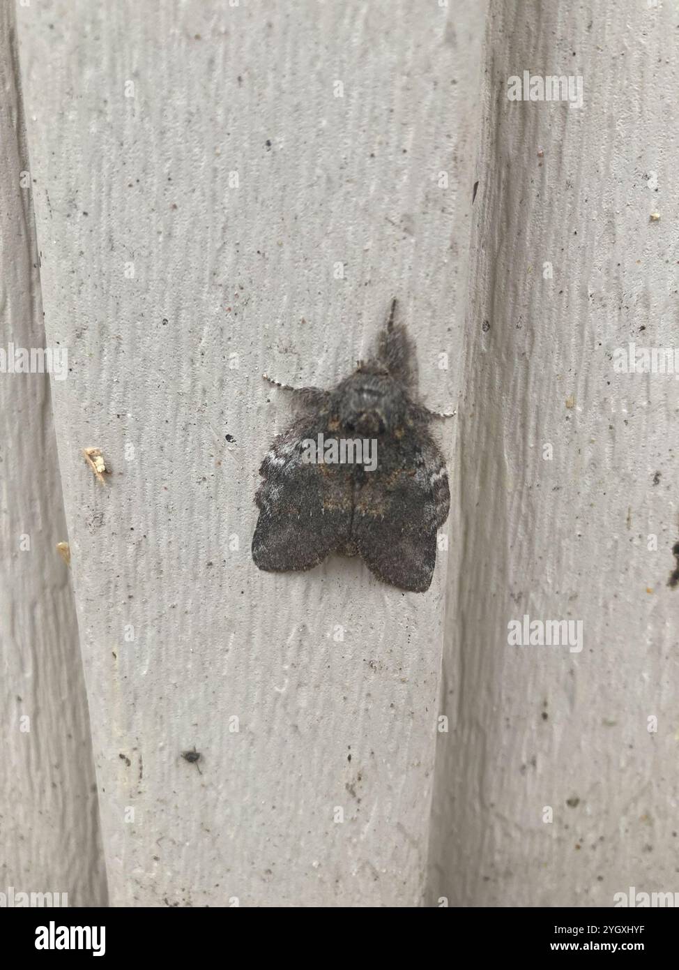 Angulose Prominent (Peridea angulosa Stock Photo - Alamy