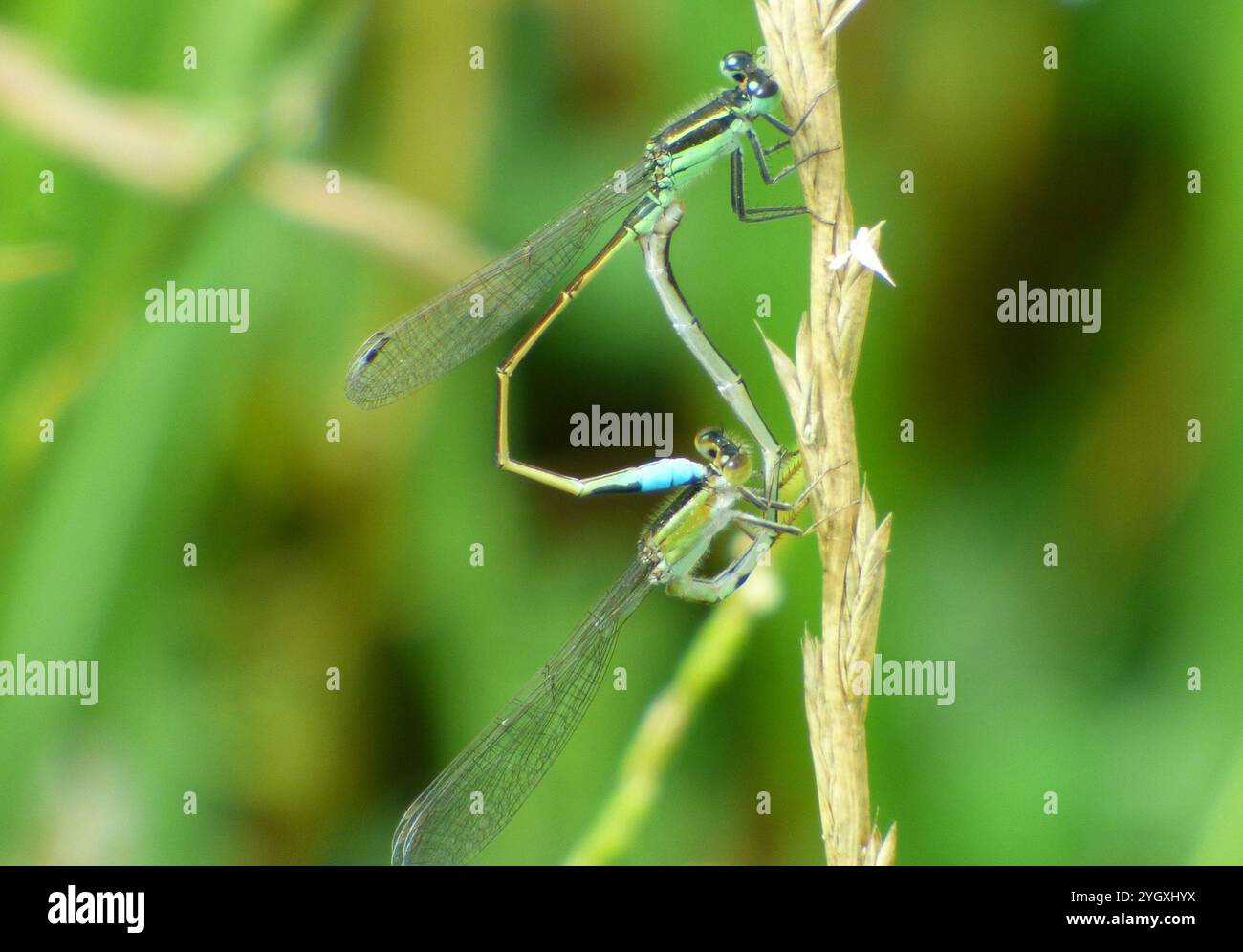 Rambur's Forktail (Ischnura ramburii Stock Photo - Alamy