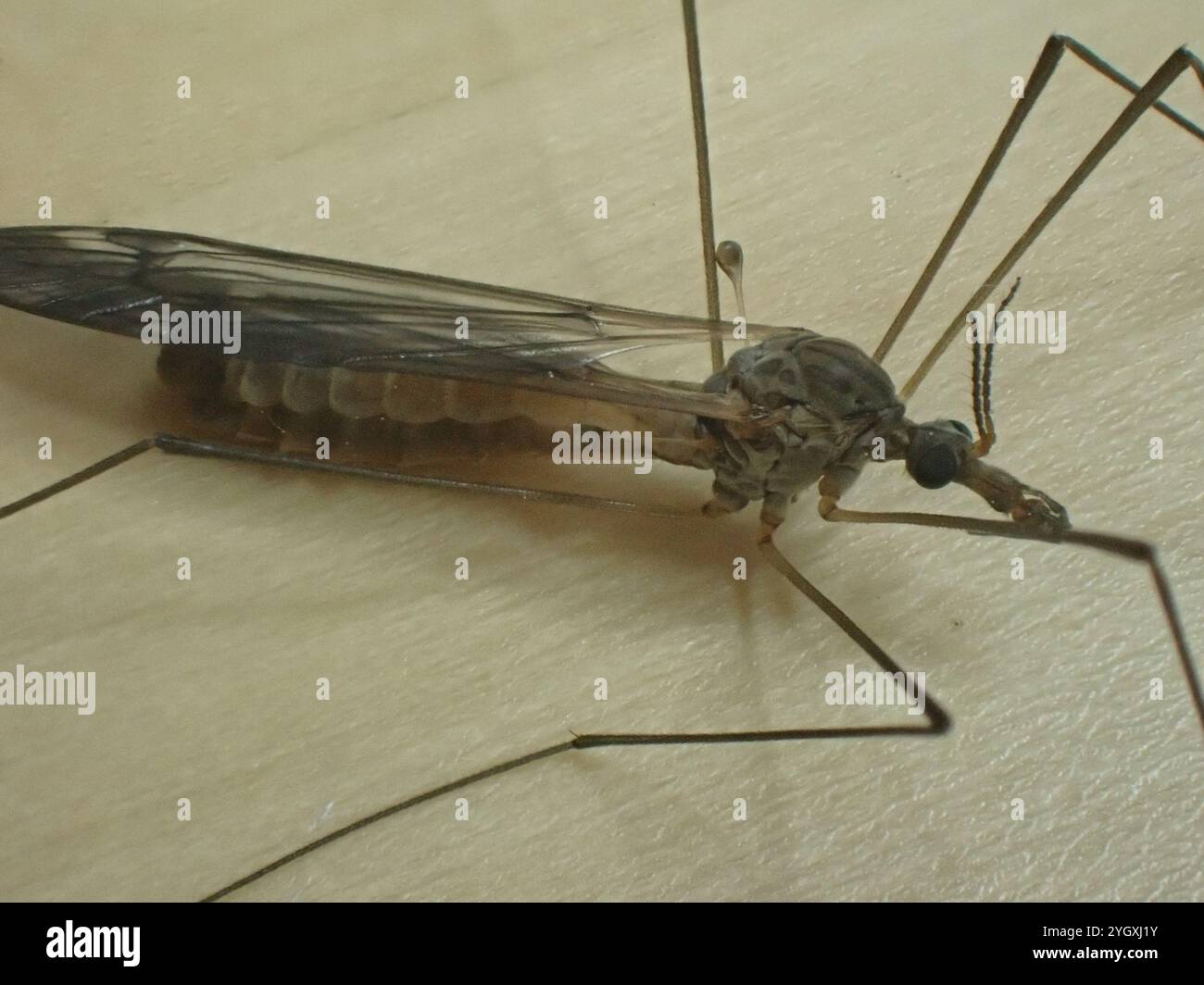 European Crane Fly (Tipula paludosa Stock Photo - Alamy