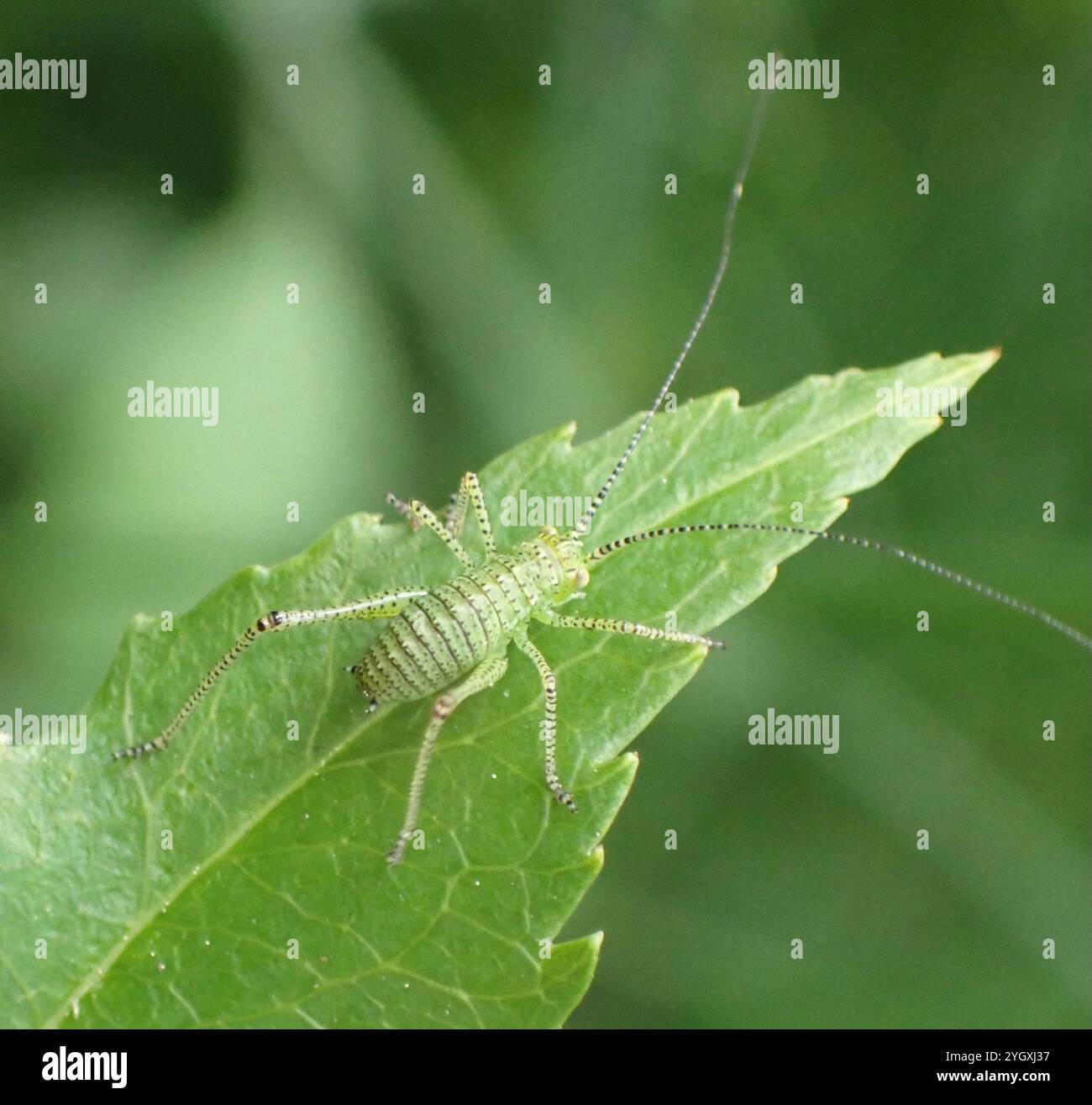 Speckled Bush-cricket (Leptophyes punctatissima Stock Photo - Alamy