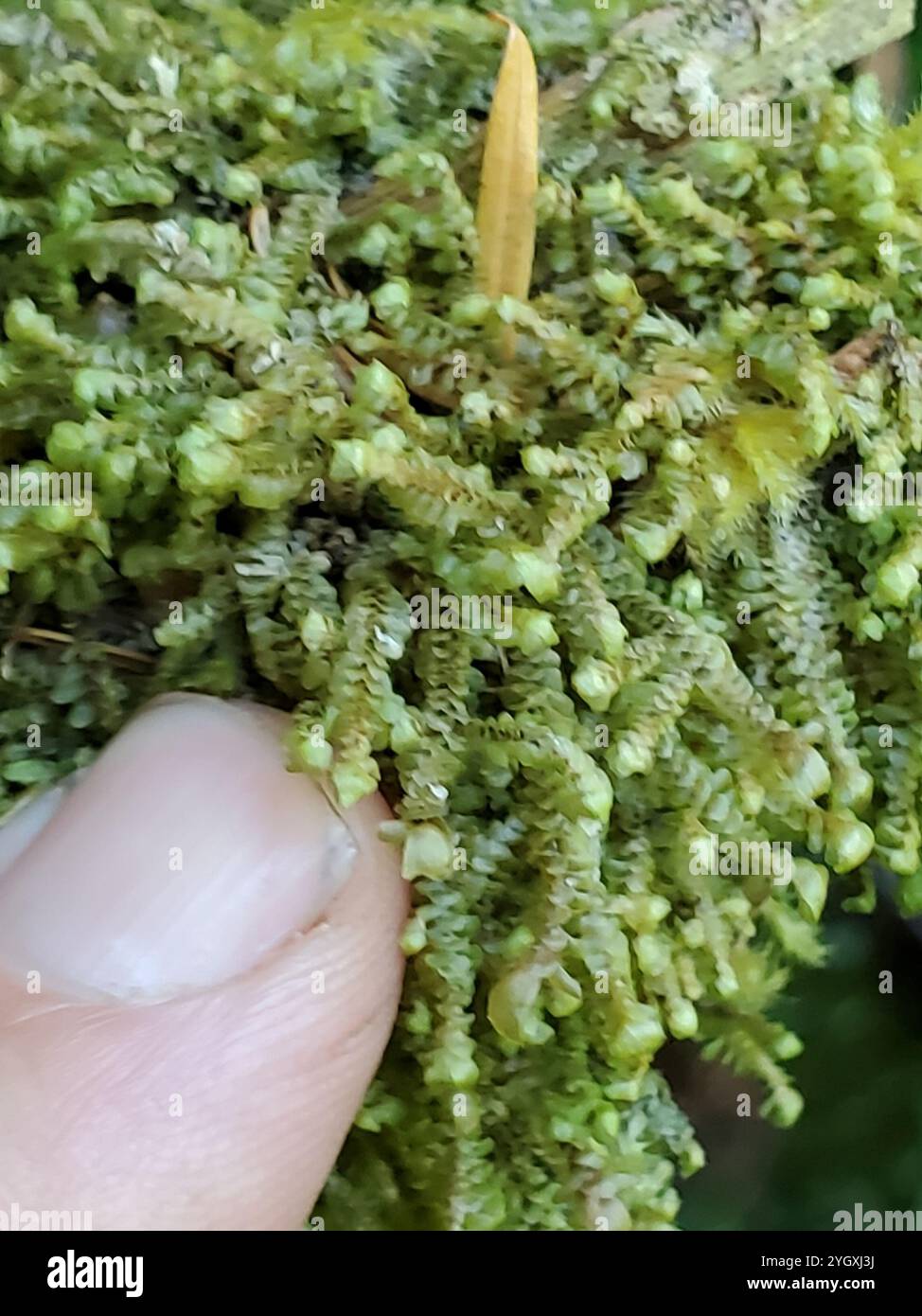 Yellow-ladle Liverwort (Scapania bolanderi Stock Photo - Alamy