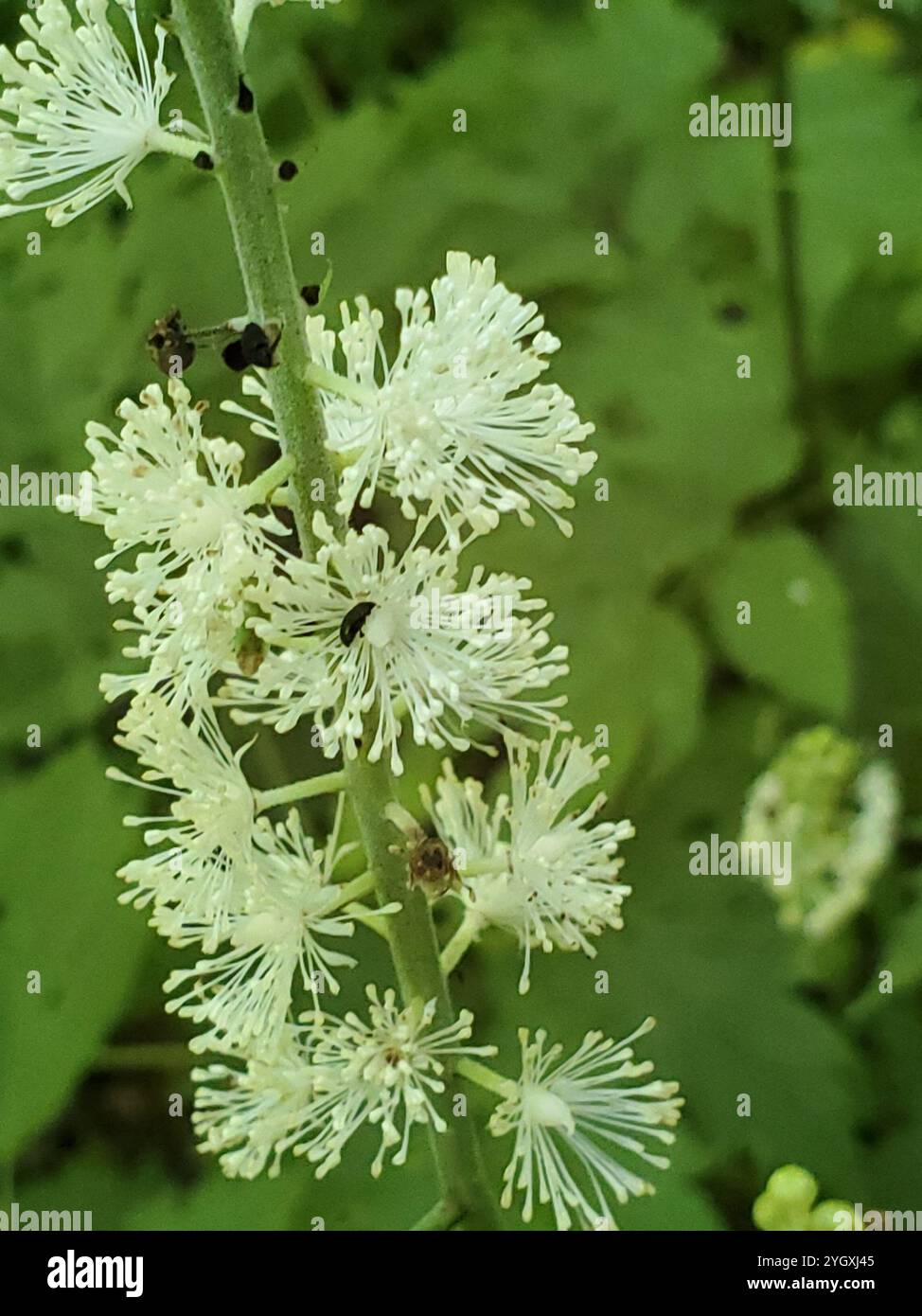 black cohosh (Actaea racemosa Stock Photo - Alamy