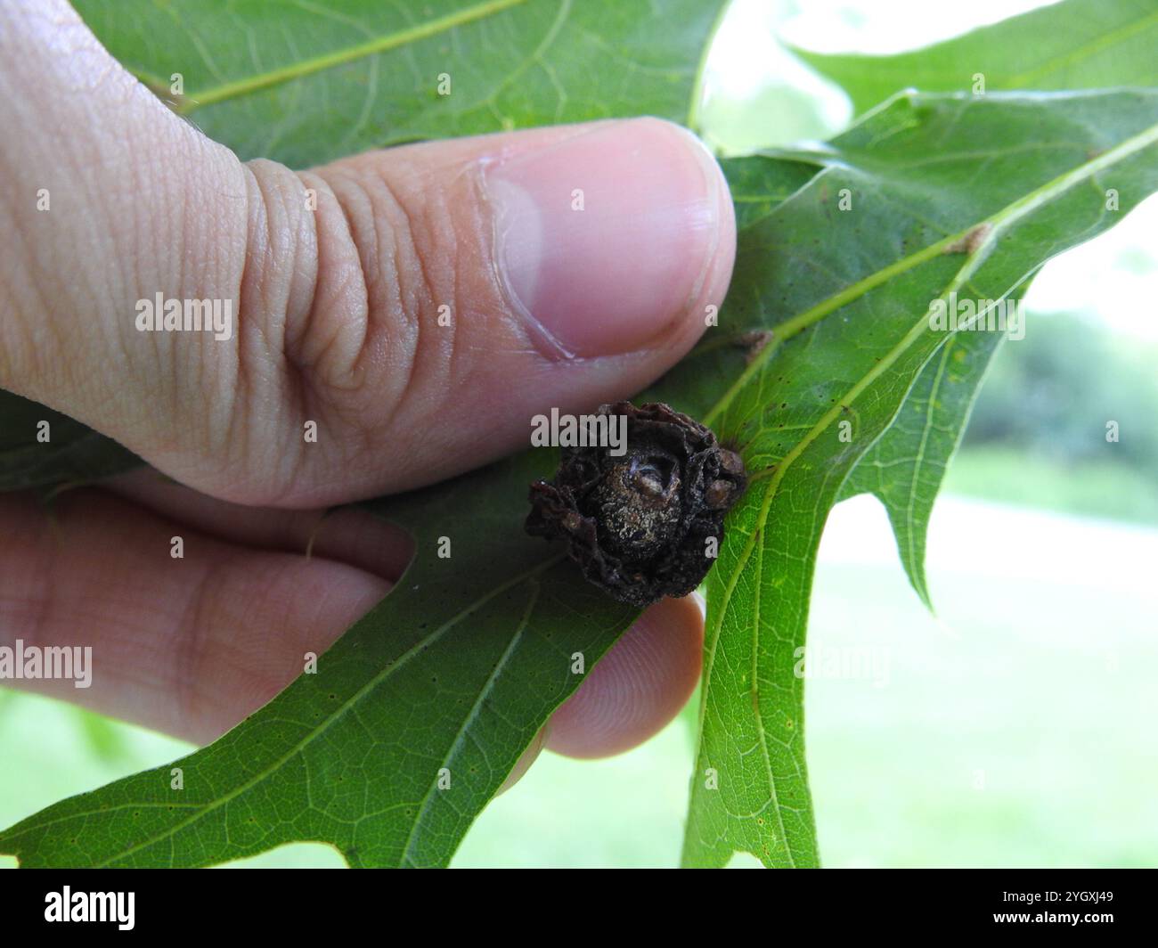 Oak Gall Wasps (Cynipini Stock Photo - Alamy