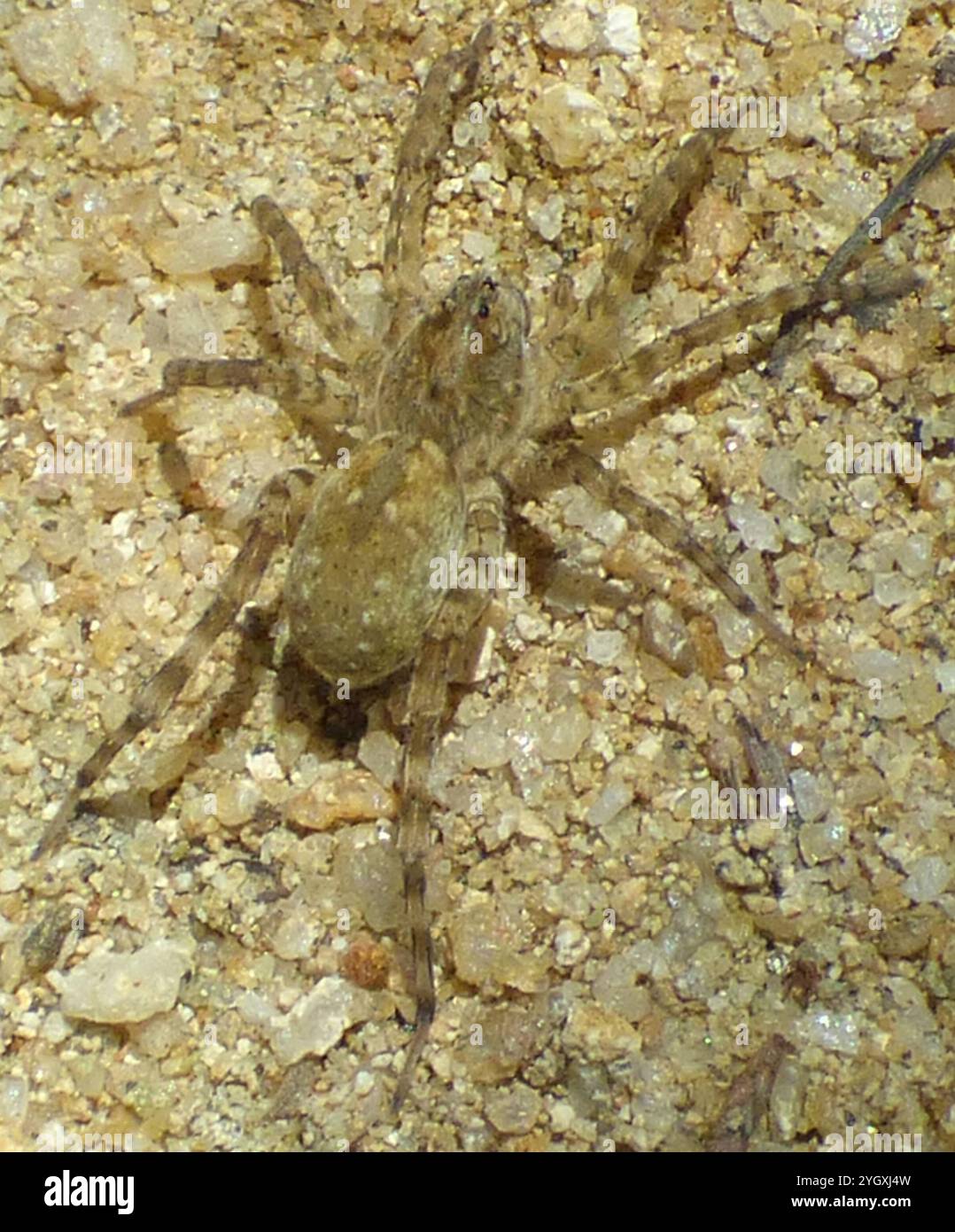 Bear Spiders (Arctosa Stock Photo - Alamy