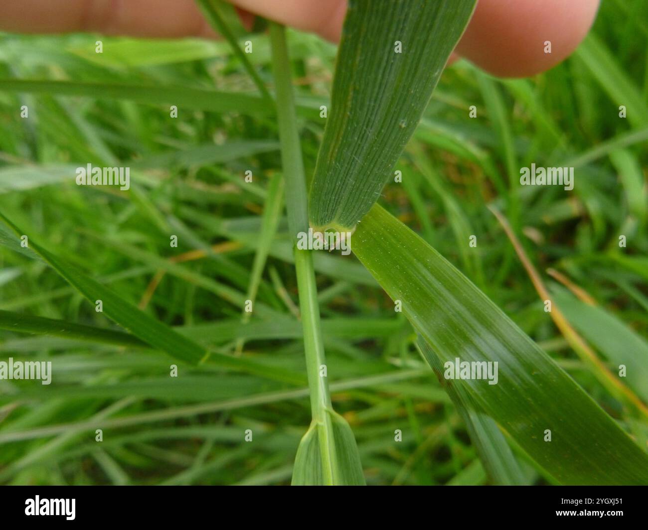 meadow fescue (Lolium pratense Stock Photo - Alamy