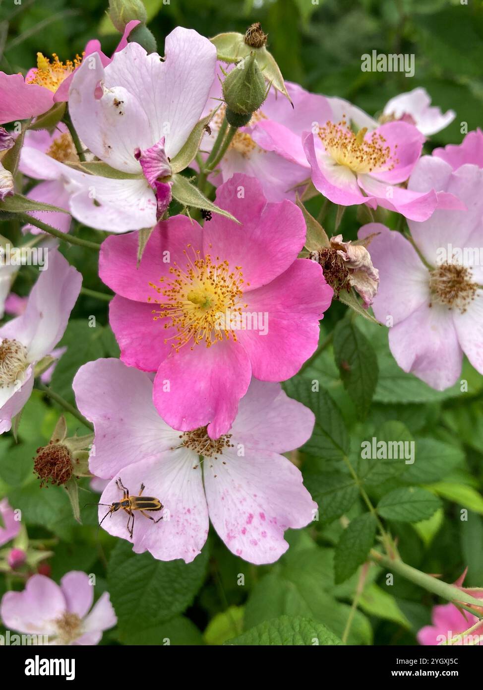 climbing prairie rose (Rosa setigera Stock Photo - Alamy