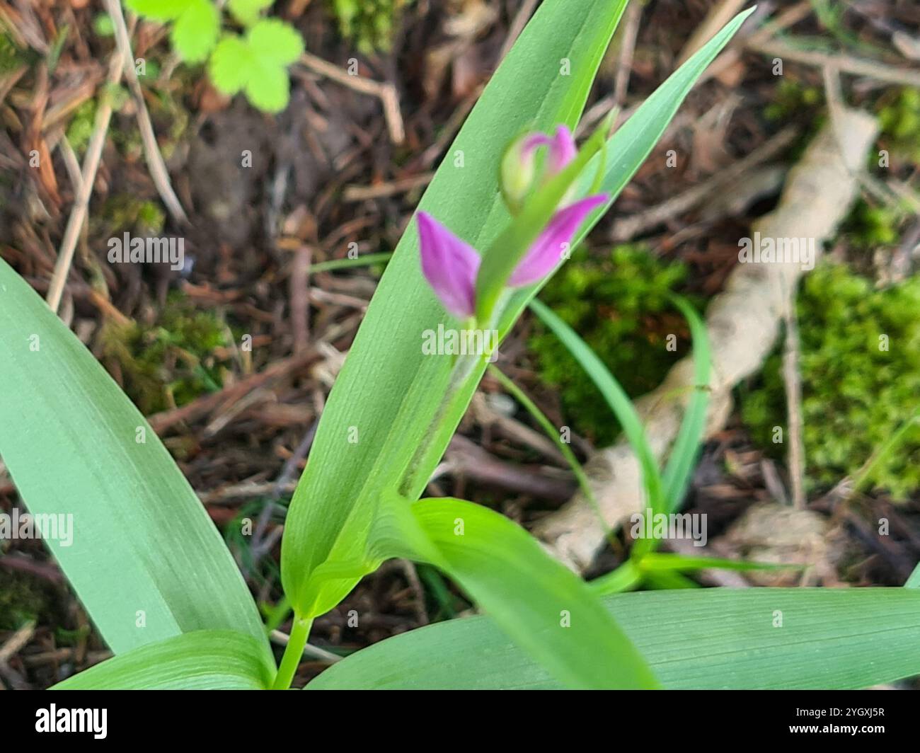 Red Helleborine (Cephalanthera rubra Stock Photo - Alamy