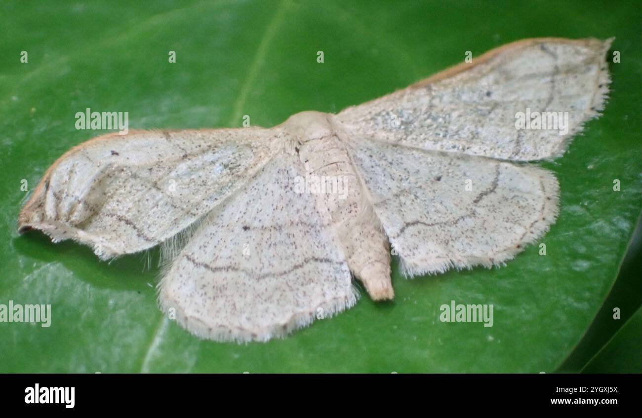 Riband Wave (Idaea aversata Stock Photo - Alamy