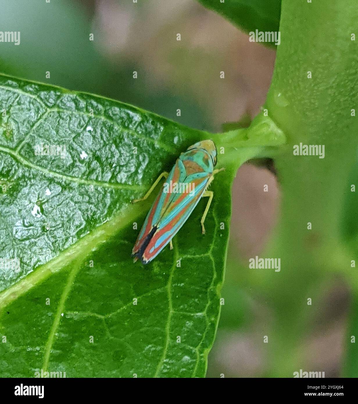 Red-banded Leafhopper (Graphocephala coccinea Stock Photo - Alamy