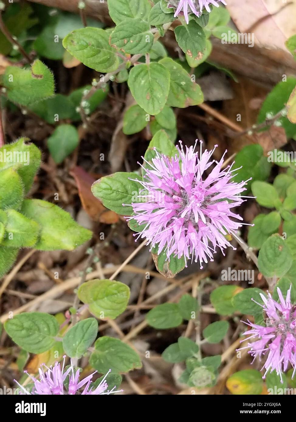 Coyote Mint (Monardella villosa Stock Photo - Alamy