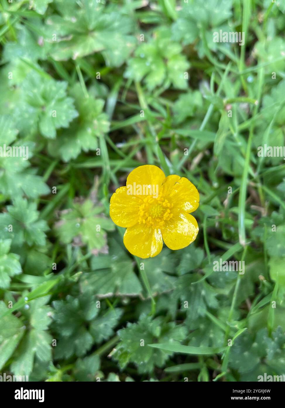 Creeping buttercup (Ranunculus repens Stock Photo - Alamy
