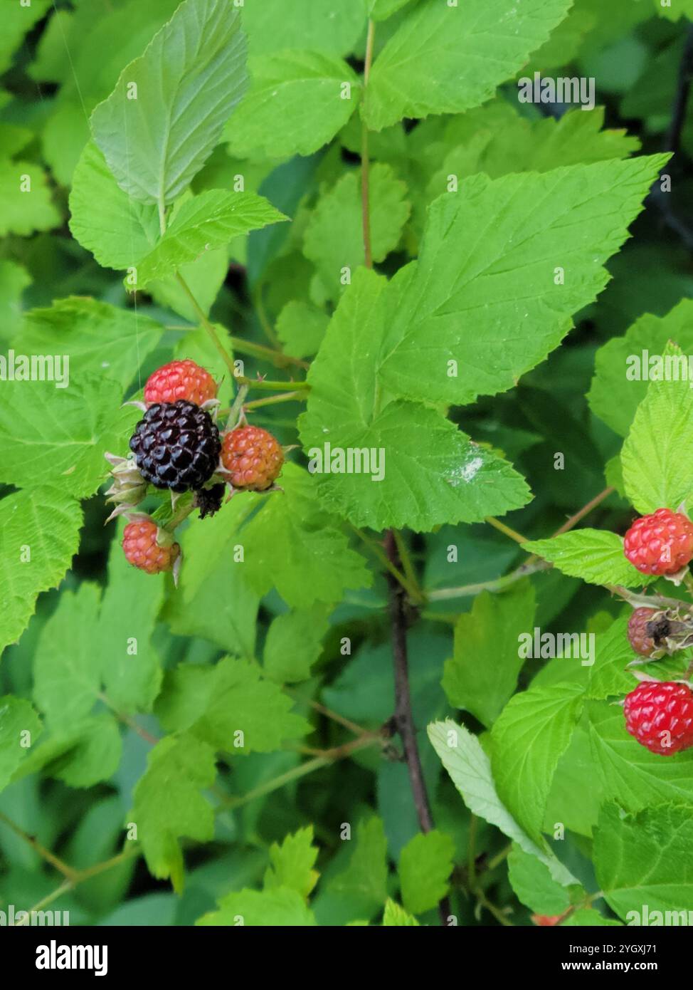 black raspberry (Rubus occidentalis Stock Photo - Alamy